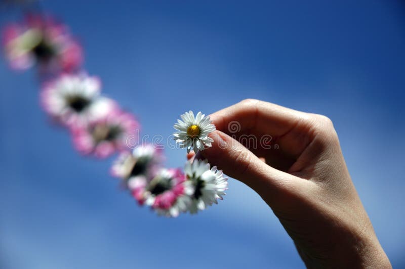 Blowing daisy chain stock image. Image of leisure, beauty - 5018837