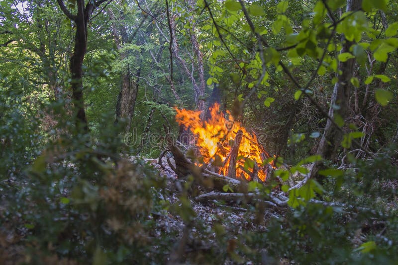 Blowing on Flaming Trees during a Forest Fire. Stock Image - Image of ...