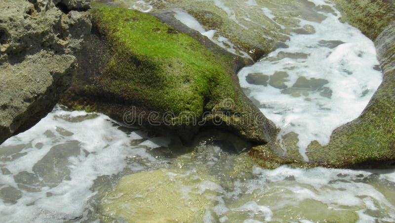 Blowing rocks state park stock image. Image of moss, florida - 84875417