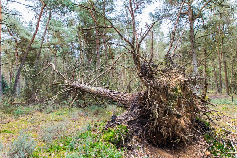 Fallen Pine Tree in a Pine Forest Stock Photo - Image of spindles ...