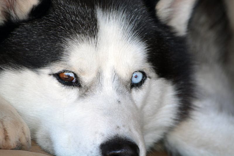 Blu & Husky Siberiano Osservato Brown Fotografia Stock - Immagine di ...