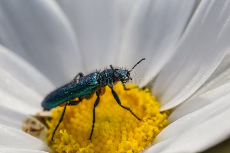 Blu Metallic Bug Stock Photos - Free & Royalty-Free Stock Photos from ...
