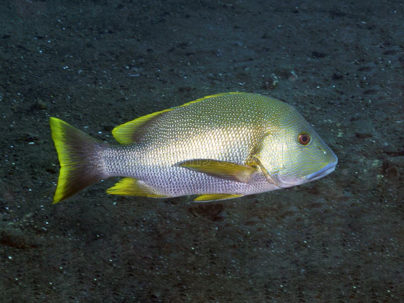 Blubberlip snapper stock photo. Image of island, vivid - 71588262