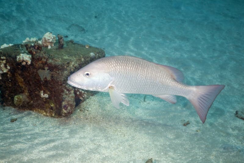 Blubberlip Snapper (lutanus Rivulatus) Stock Image - Image of ocean ...