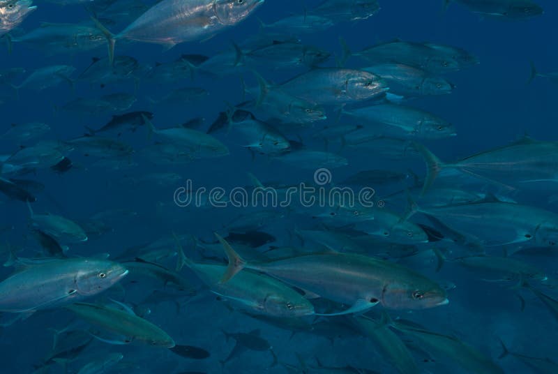 Bludger Fish Stock Photos - Free & Royalty-Free Stock Photos from ...