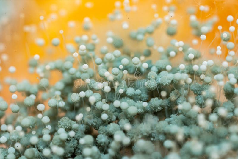 Blue & Green Mold on a Pumpkin Stock Image - Image of molding ...