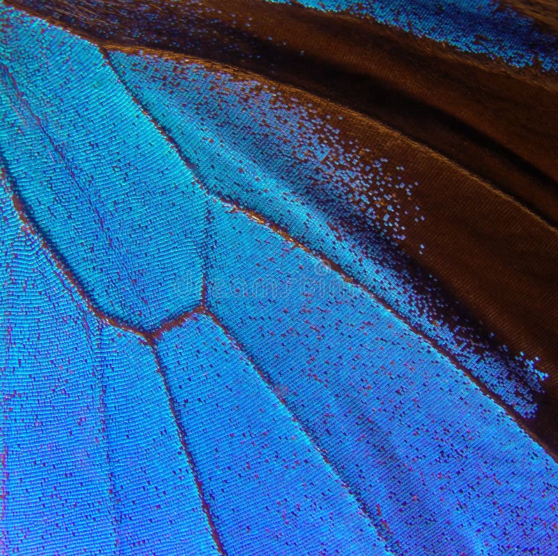 Blue Abstract Pattern. Wings of the Butterfly Ulysses. Closeup. Wings ...