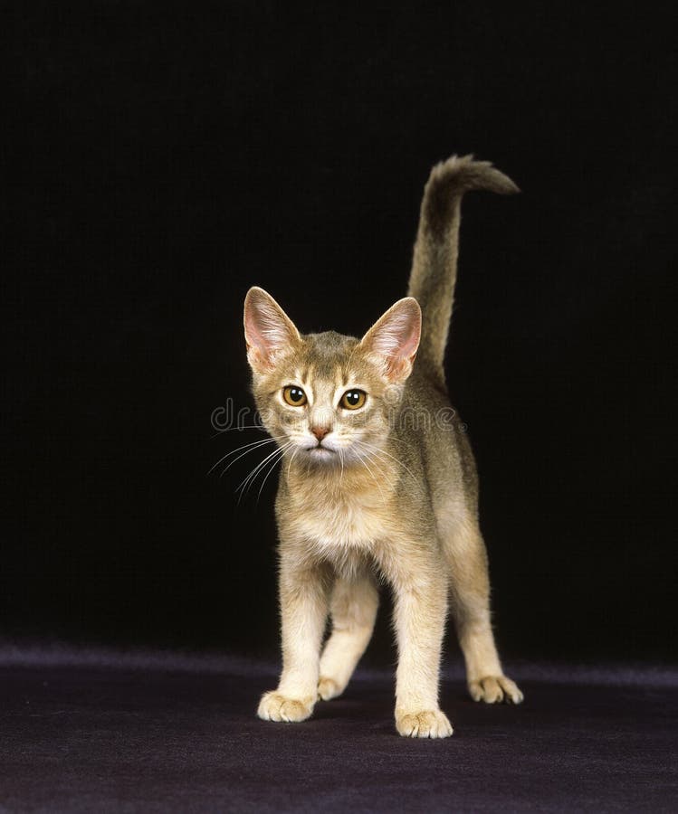 Blue Abyssinian Domestic Cat, Kitten Against Black Background Stock ...