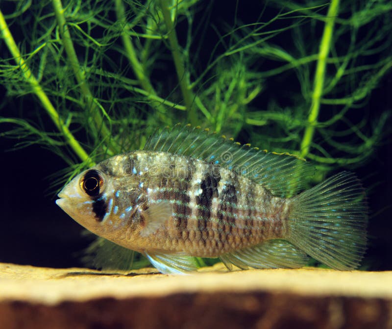 Blue Acara Fish Stock Photos - Free & Royalty-Free Stock Photos from ...