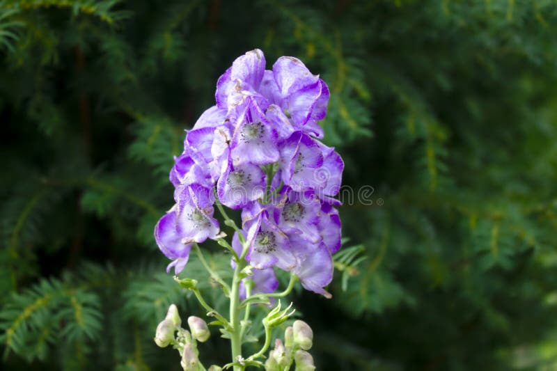 Blue aconite in the garden stock photo. Image of plant - 160851470