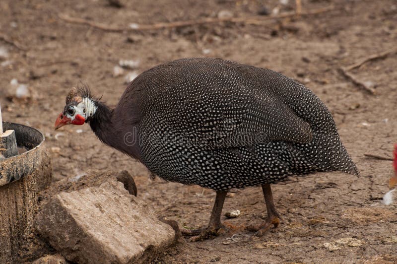 Savanna Galinha Angola Kruger Background Stock Photos - Free & Royalty ...