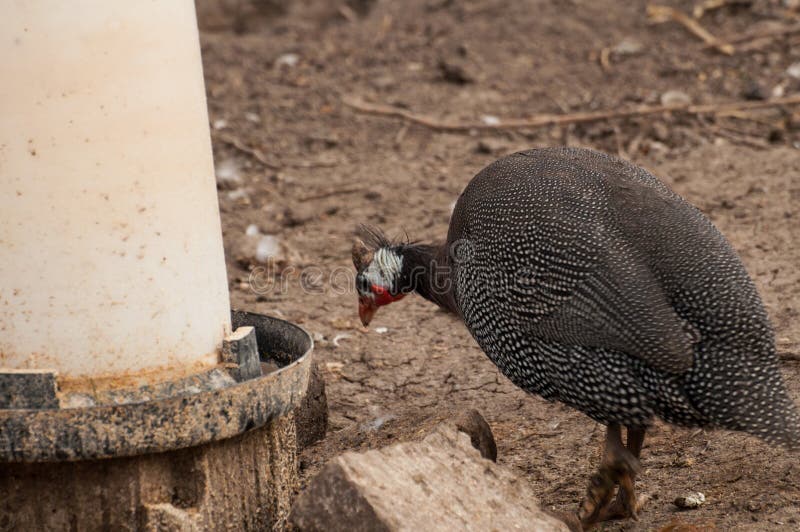 Savanna Galinha Angola Kruger Background Stock Photos - Free & Royalty ...