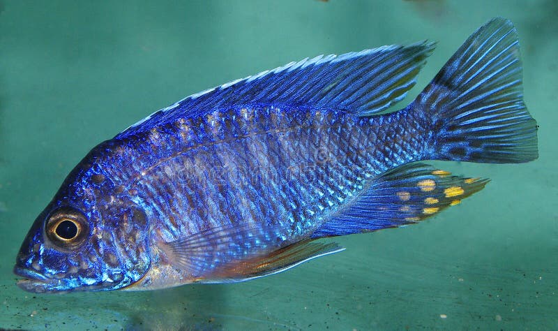 Pseudotropheus Elongatus Mpanga Stock Image - Image of african, tank ...