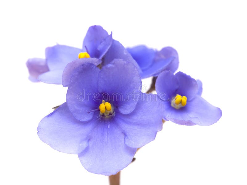 Blue African Violet on White Stock Image - Image of corolla, beautiful ...