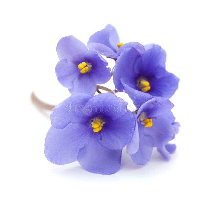 Blue African Violet on White Stock Image - Image of beauty ...