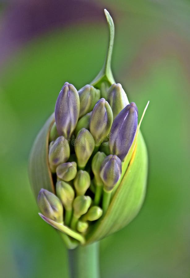 Blue agapanthus buds stock image. Image of nature, decorative - 269821093
