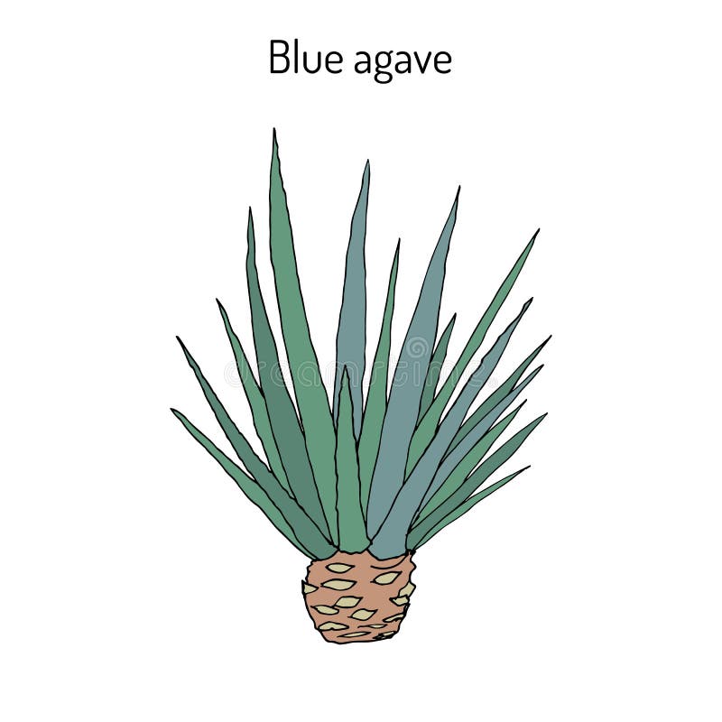 Blue Agave Agave Tequilana . Hand Drawn Stock Vector - Illustration of ...