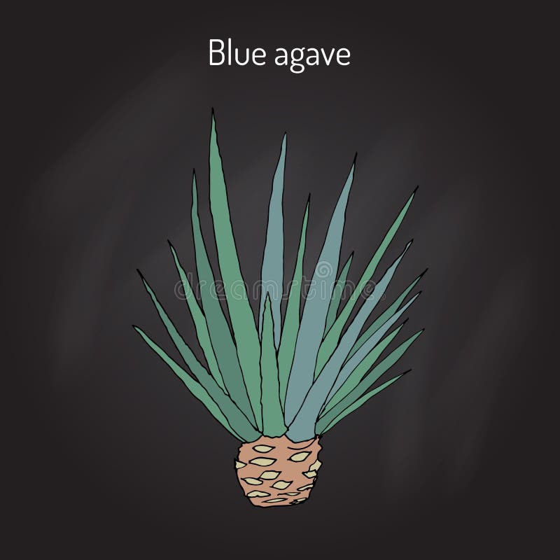 Blue Agave Agave Tequilana . Hand Drawn Stock Vector - Illustration of ...