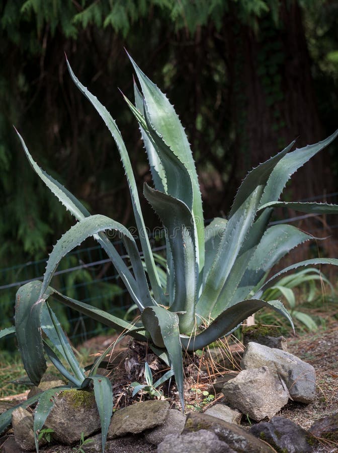 One Big Blue Agave Plant Rock Desert, Islote De Lobos, Canarias, Spain ...