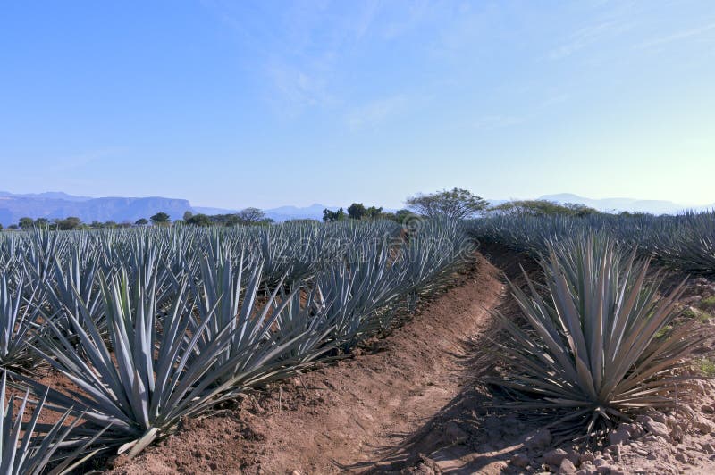 Agave Field in Tequila, Mexico Stock Photo - Image of america, plant ...
