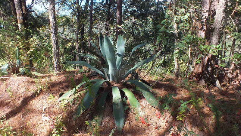 Blue Agave stock photo. Image of farm, mexico, agriculture - 170763450