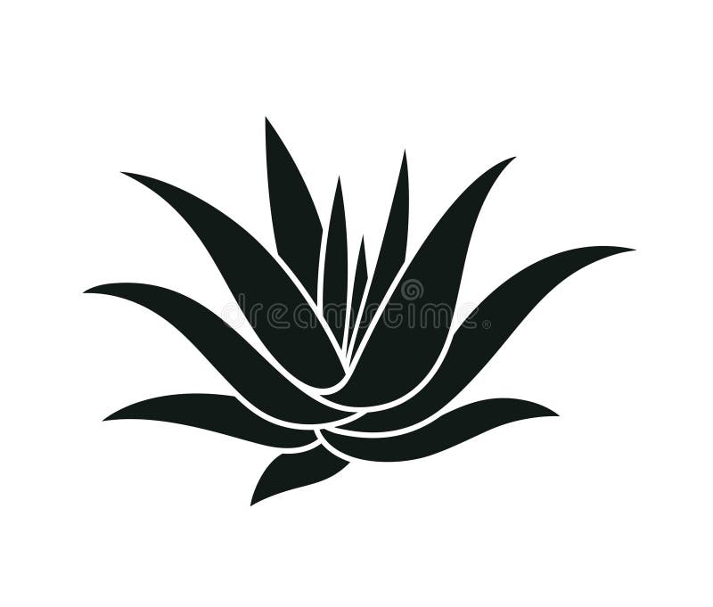 Blue Agave. Isolated Agave on White Background Stock Vector ...