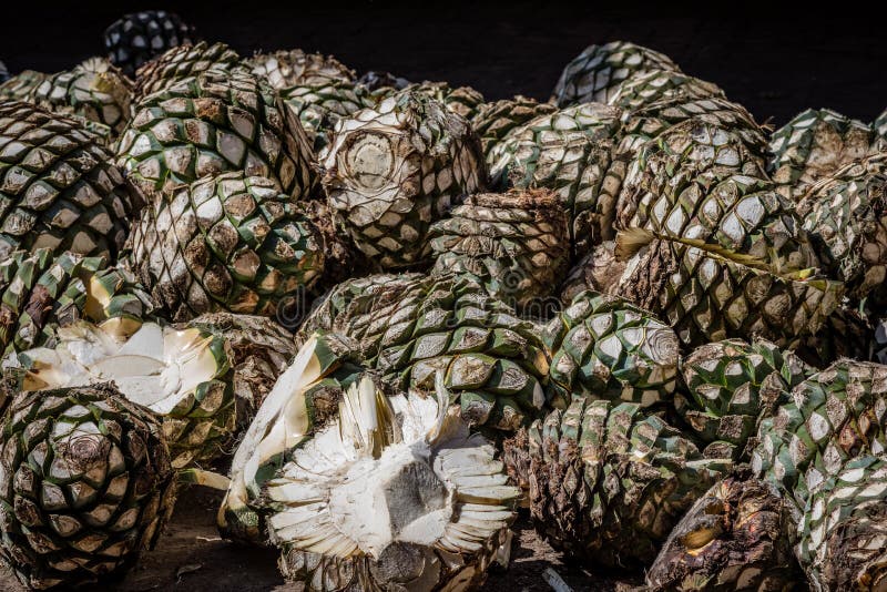 Blue Agave Pineapples with One Split in Half in the Foreground Stock ...