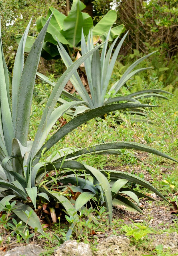 Blue agave stock image. Image of natural, wild, botanical - 39568893