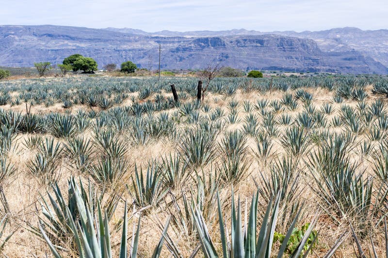 Blue Agave Plants To Make Tequila Stock Photo - Image of tree, mexico ...