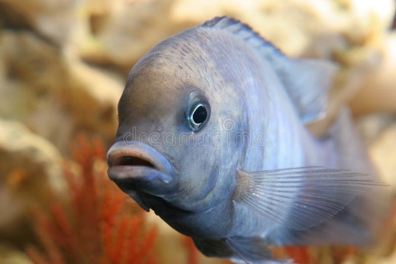 Blue AKARA stock image. Image of akara, aquarium, glass - 1352567