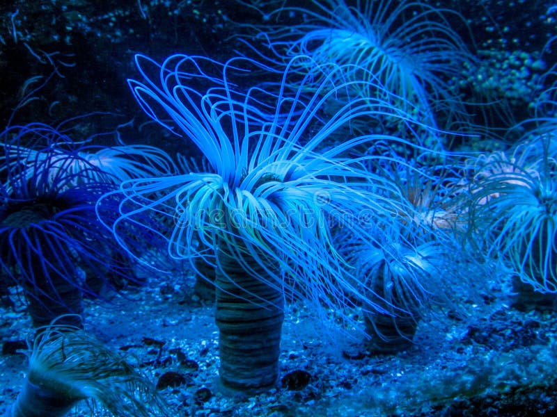 Blue algae in the lake stock image. Image of plankton - 140678941