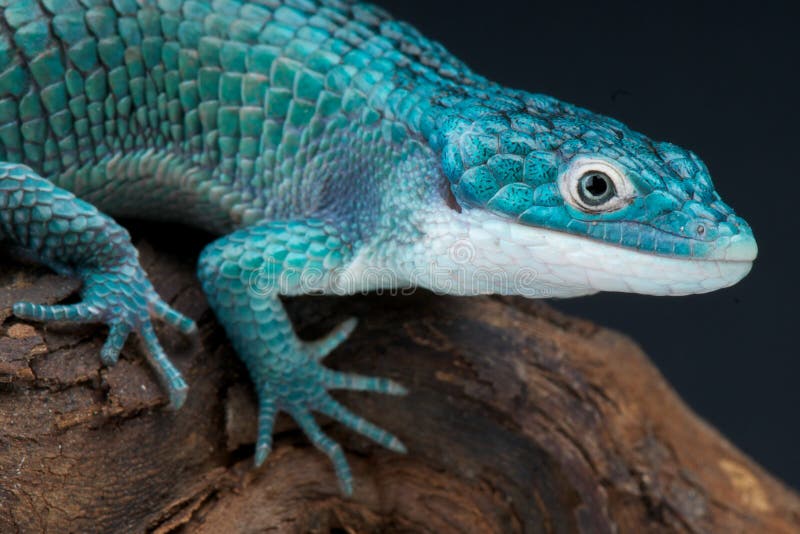 Blue alligator lizard stock photo. Image of reptile, abronia - 25110640