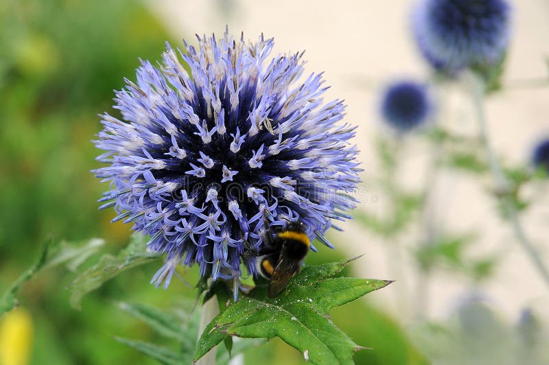 Blue Allium Caeruleum Flower with Bee Stock Image - Image of flora ...
