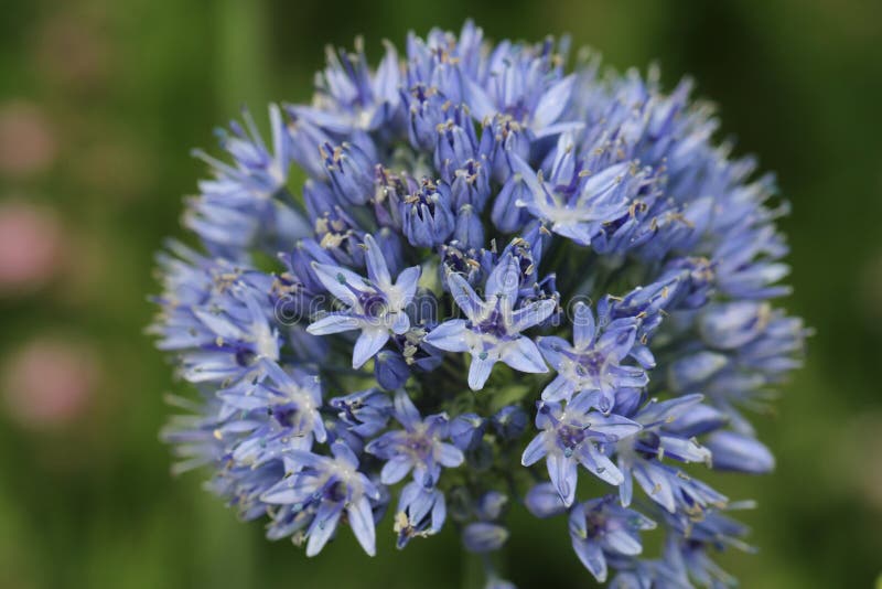 Blue Allium Caeruleum Flowers Stock Image - Image of background ...