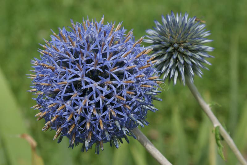 Blue Allium Flowers stock photo. Image of landscape - 153848008