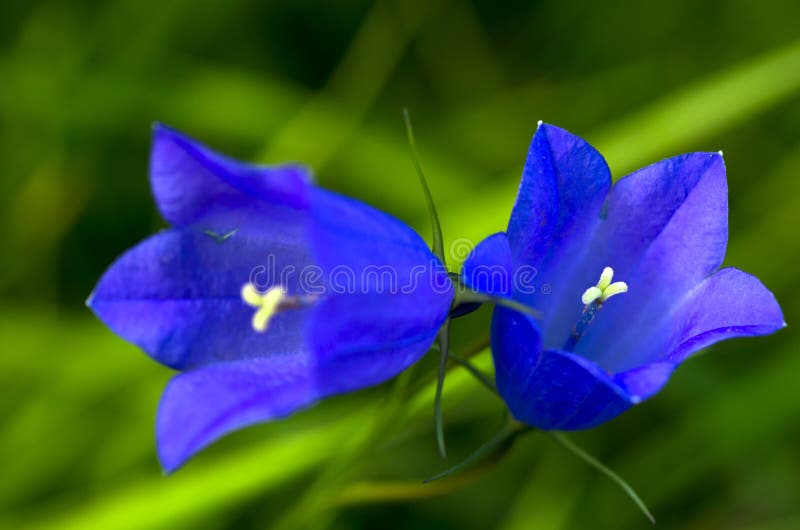 Blue alpine flower stock photo. Image of macro, botany - 87648326