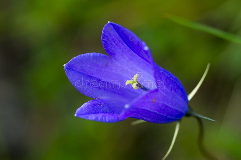 Blue alpine flower stock photo. Image of beauty, pistil - 87648358