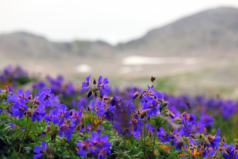 Blue alpine flowers stock photo. Image of arkhyz, haze - 74142490