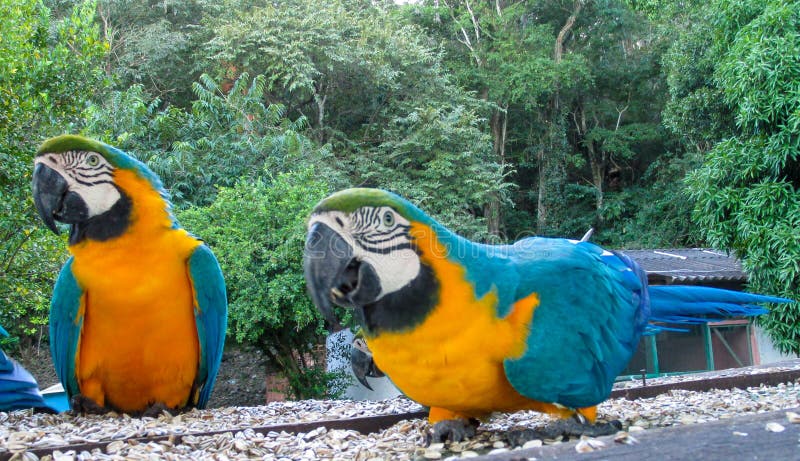 Blue amazonian parrot stock photo. Image of feather, birds - 94480868