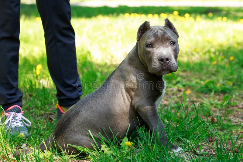 Blue American Staffordshire Terrier Stock Image - Image of young ...