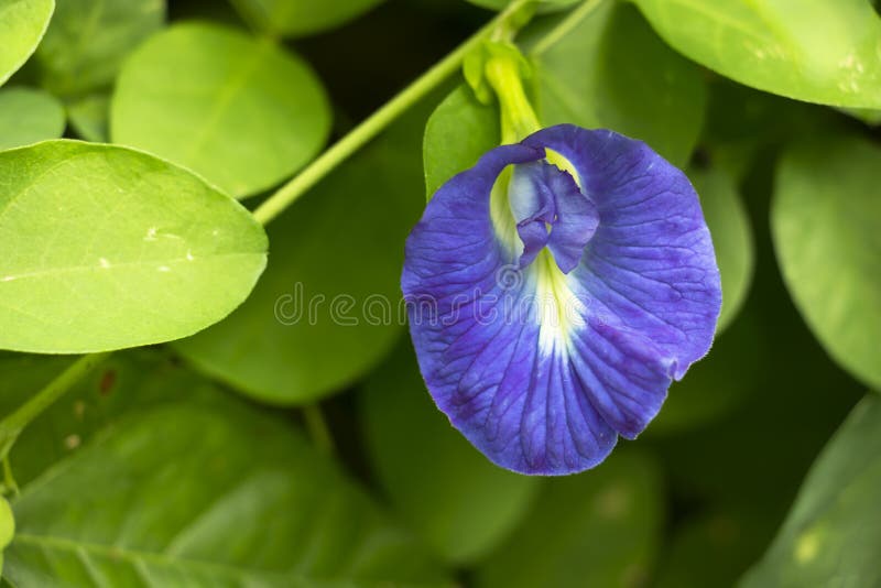 Blue Anchan flower stock photo. Image of blooming, agriculture - 194455954