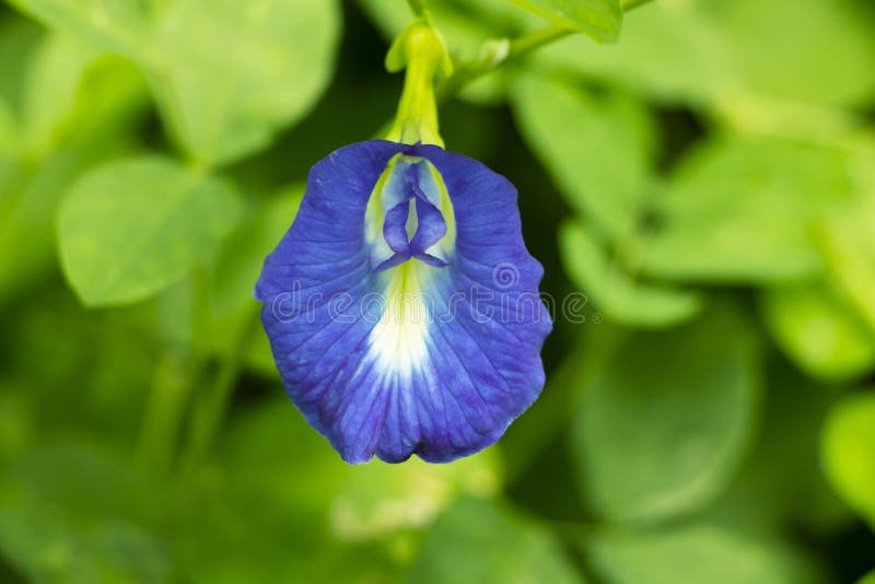 Blue Anchan flower stock photo. Image of fresh, foliage - 194455958