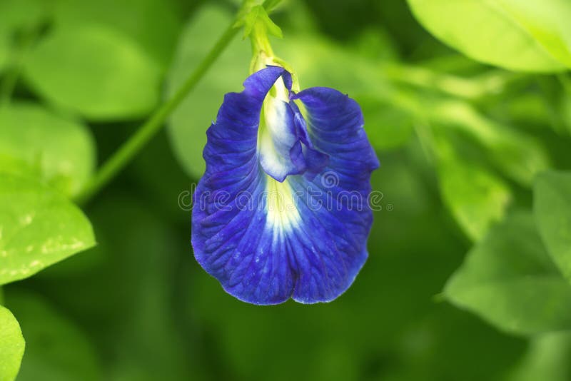 Blue Anchan flower stock photo. Image of health, horticulture - 251587366