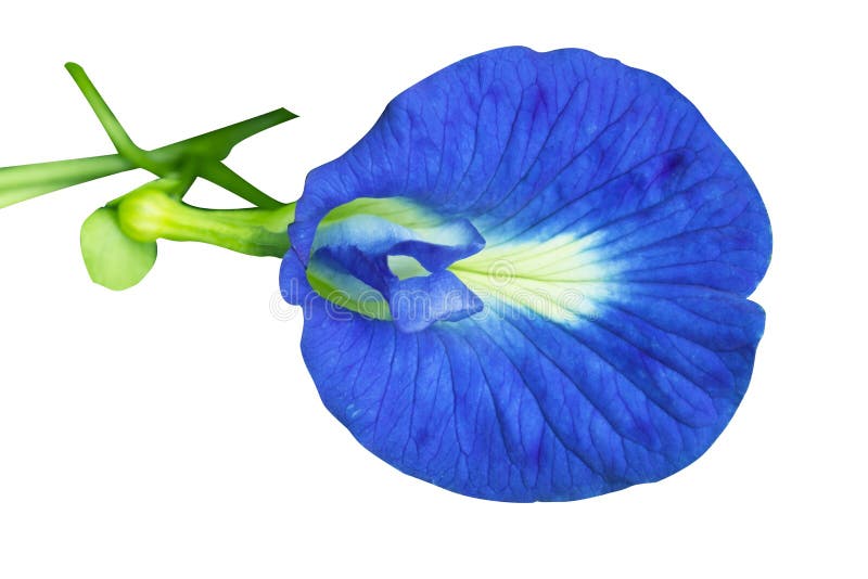 Blue Anchan flower stock photo. Image of herb, leaves - 194455962
