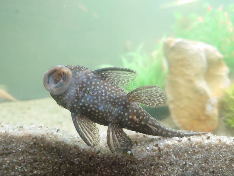 Blue Ancister Catfish with Distinctive Spotted Patterns Swimming in an ...
