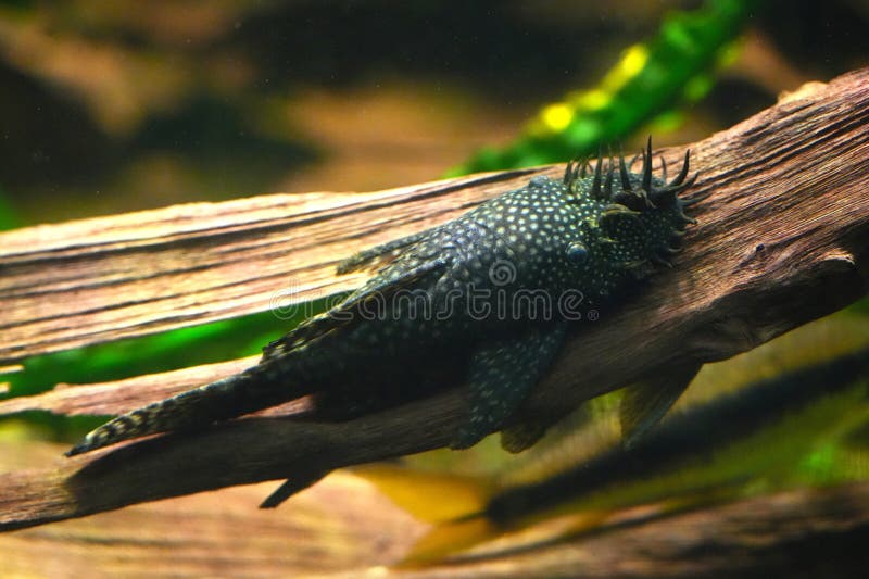 The Blue Ancistrus Catfish, or Common Ancistrus (latin: Ancistrus ...