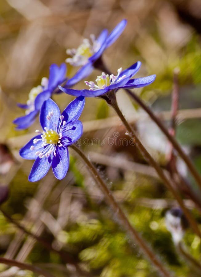 Blue anemone stock photo. Image of flora, flower, nature - 23174986