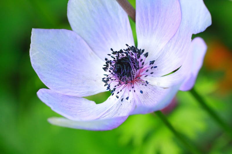 Blue anemone close up stock image. Image of bright, texture - 20371757