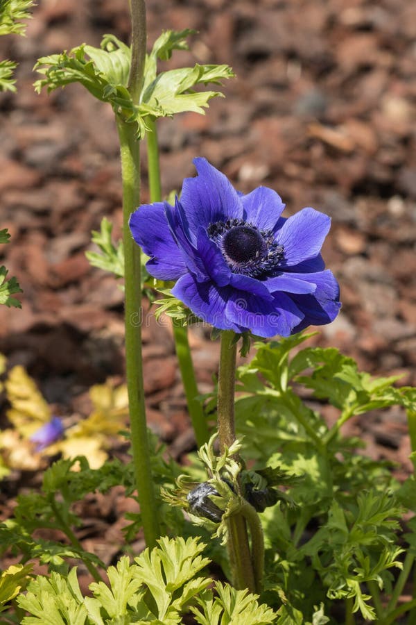 Blue anemone flower stock photo. Image of bloom, blue - 47071092
