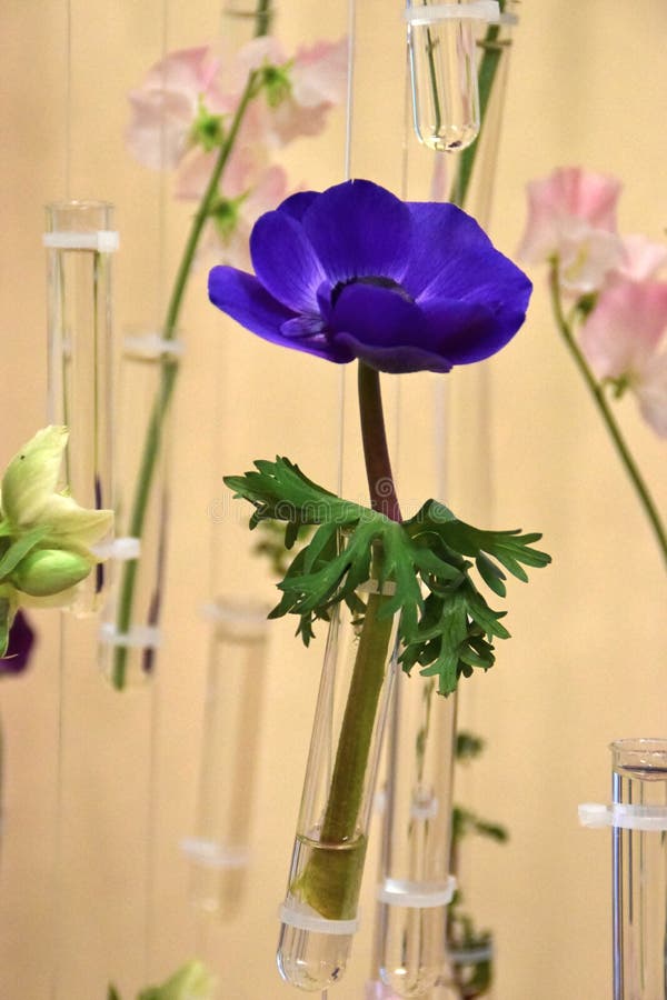 White Flower in the Glass Flask and Test Tube in Clean Medical ...